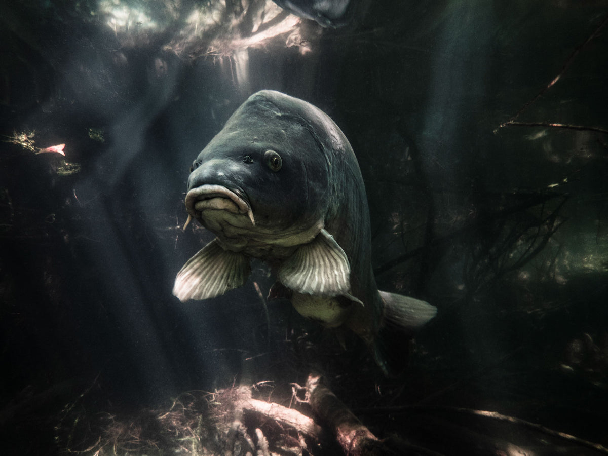 METALIMNION - Marcel Panne – Subsurface Journal
